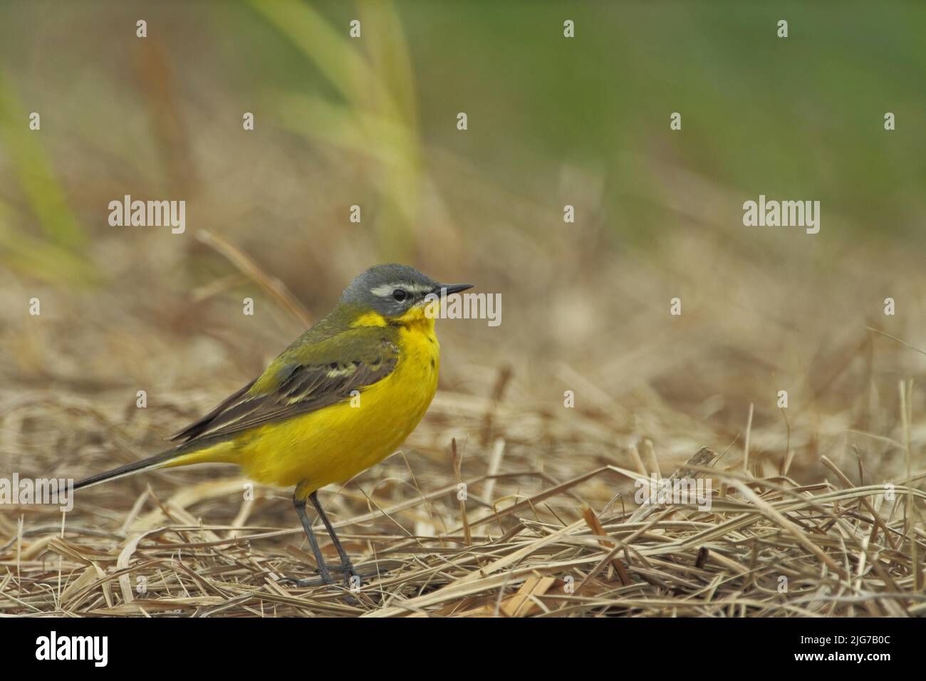Male blue-headed wagtail (Motacilla flava flava) in Waasen-Hansag ...