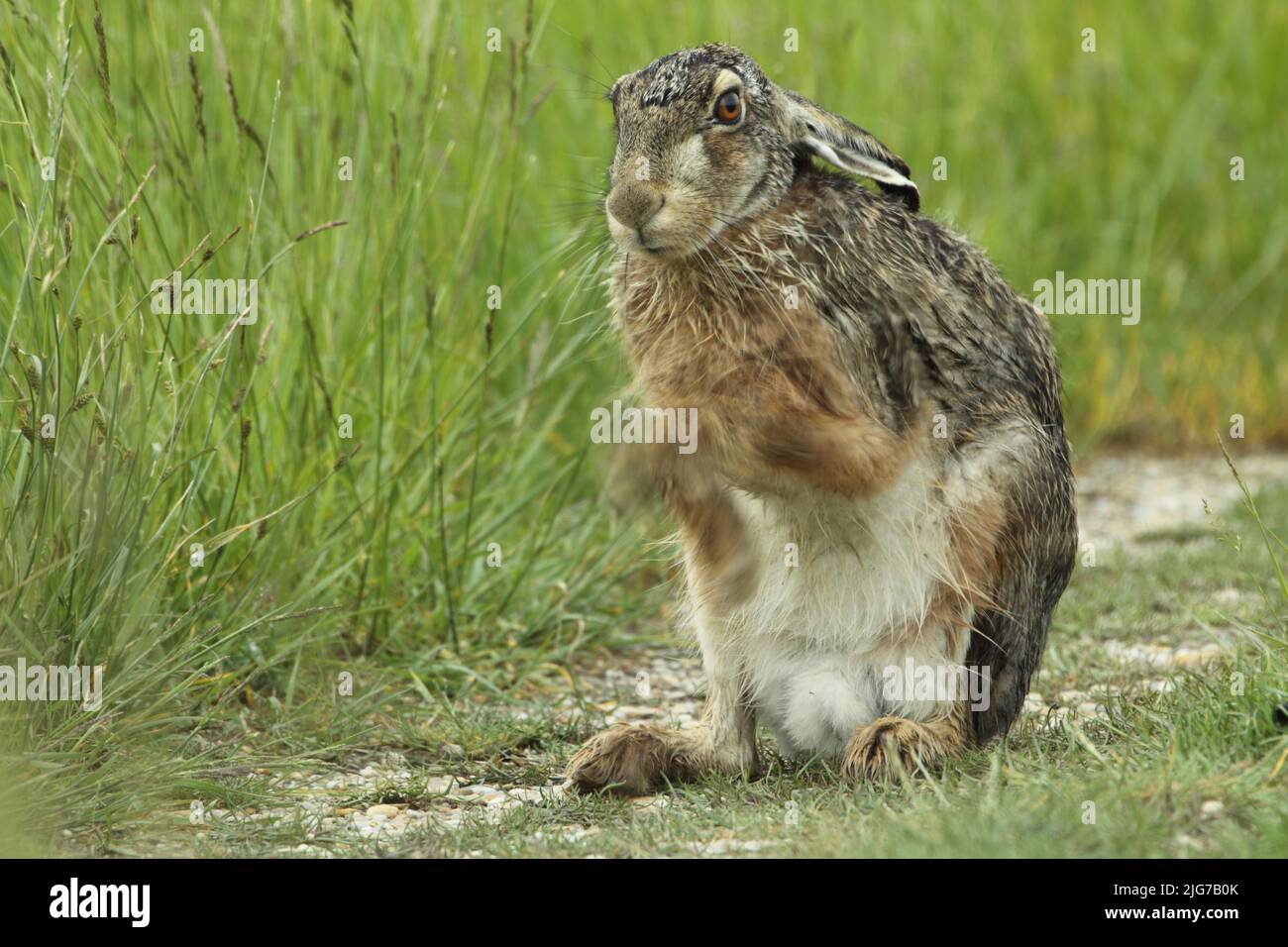 Hare in motion hi-res stock photography and images - Alamy