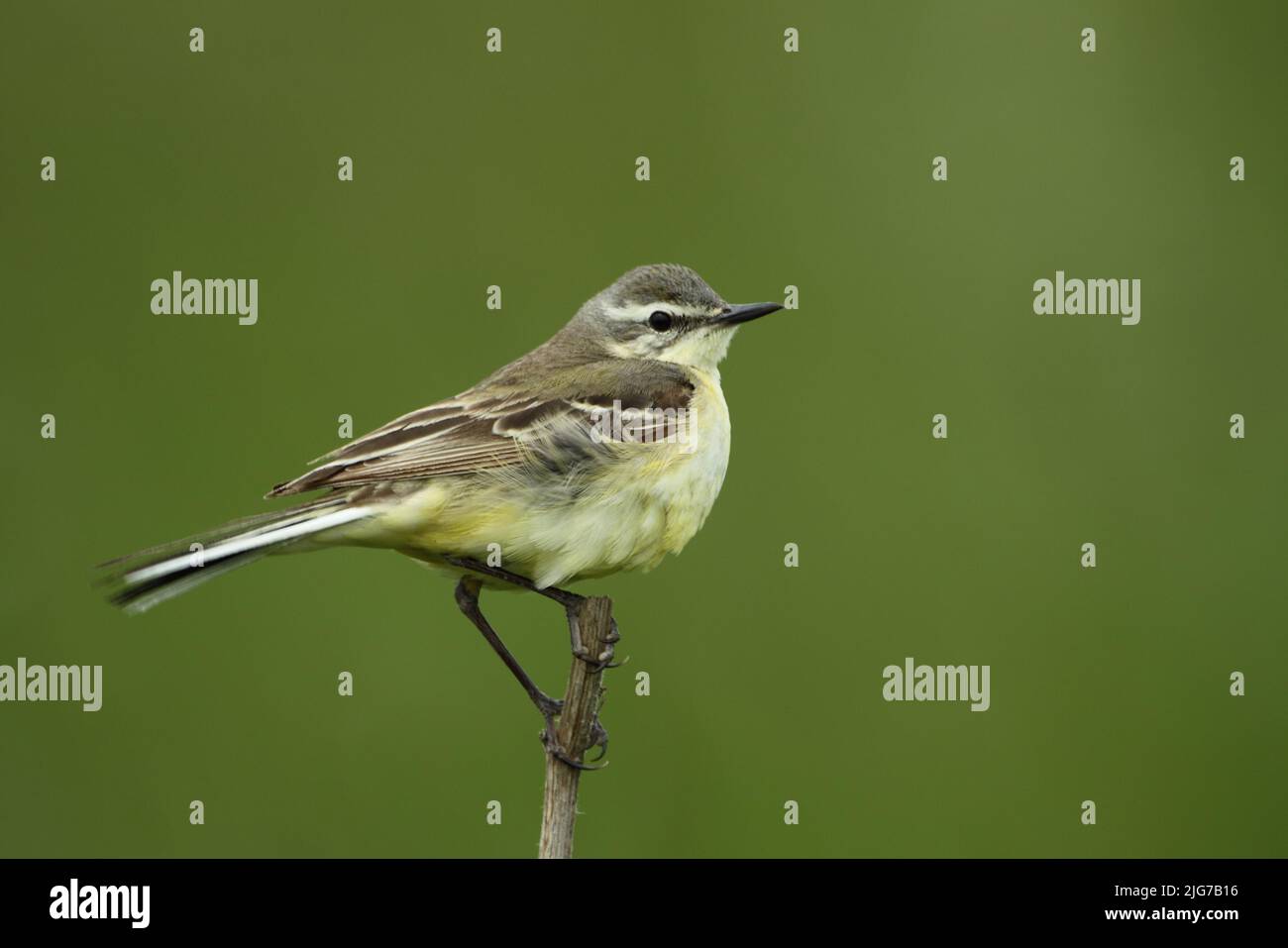 Female blue-headed wagtail (Motacilla flava flava) at Warmsee, Illmitz, Seewinkel, Lake Neusiedl ...