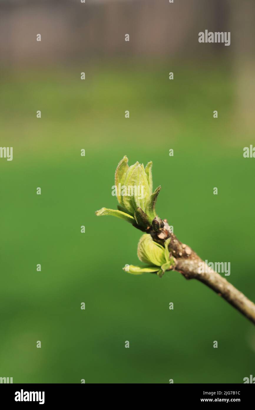 Lush spring tree branch sprouting with green leaves Stock Photo - Alamy