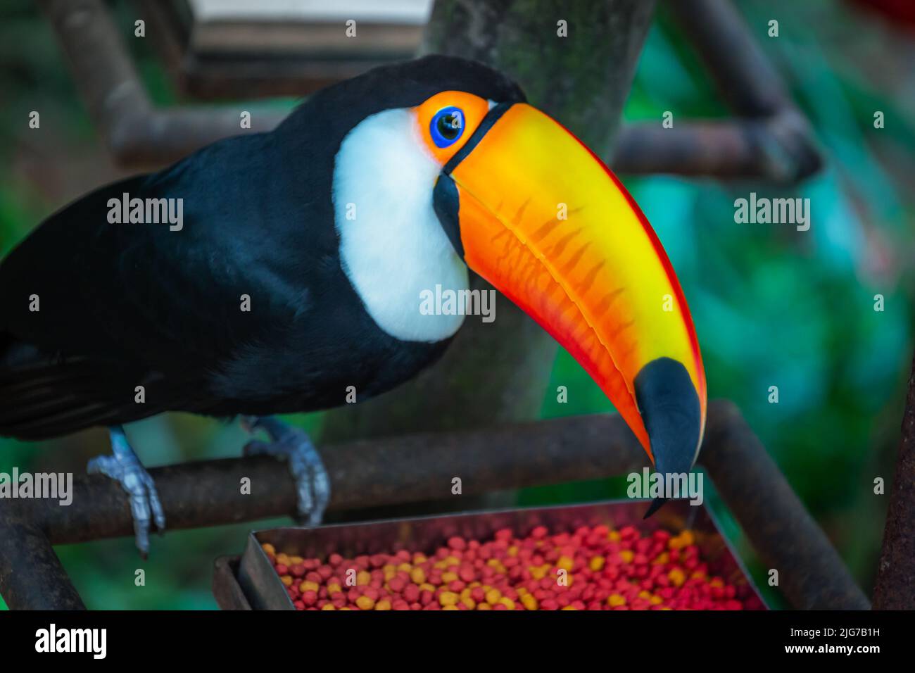 Toco Toucan, colorful tropical bird in Pantanal, Brazil Stock Photo - Alamy