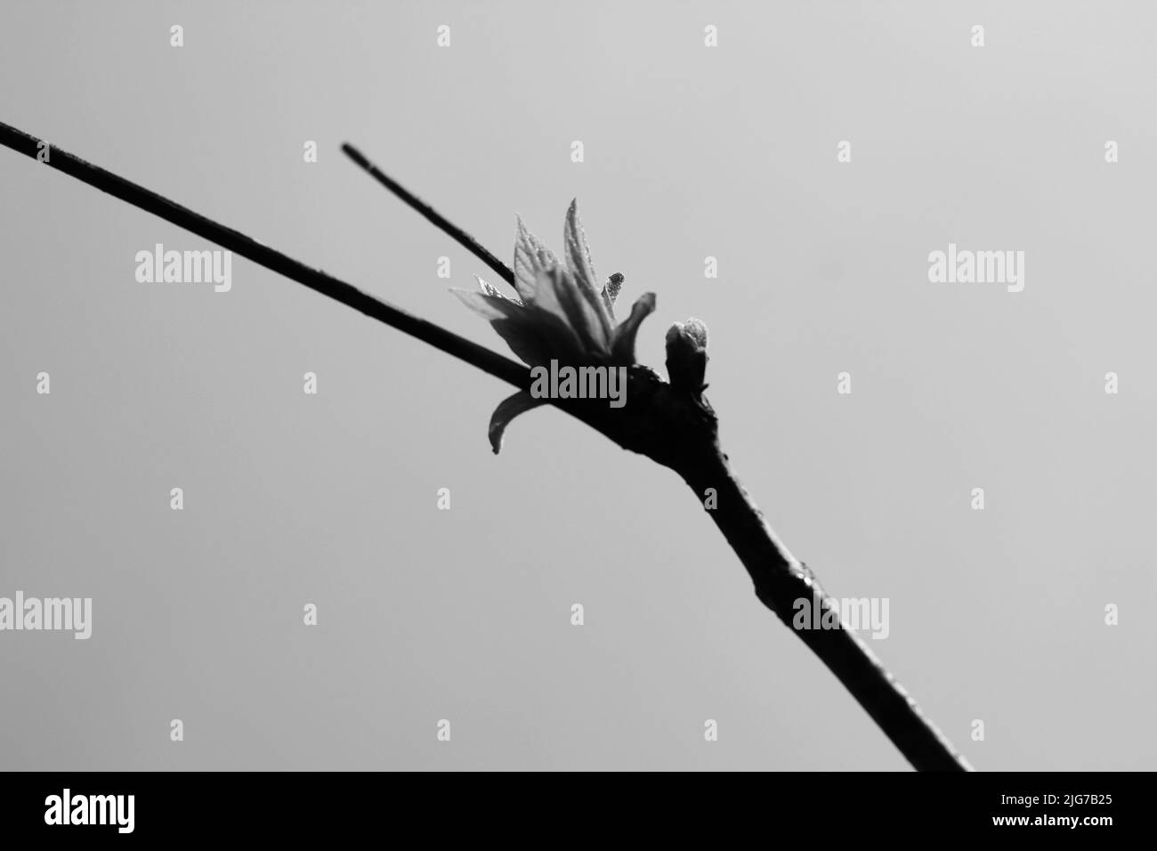 Lush spring tree branch sprouting with leaves in black and white Stock ...