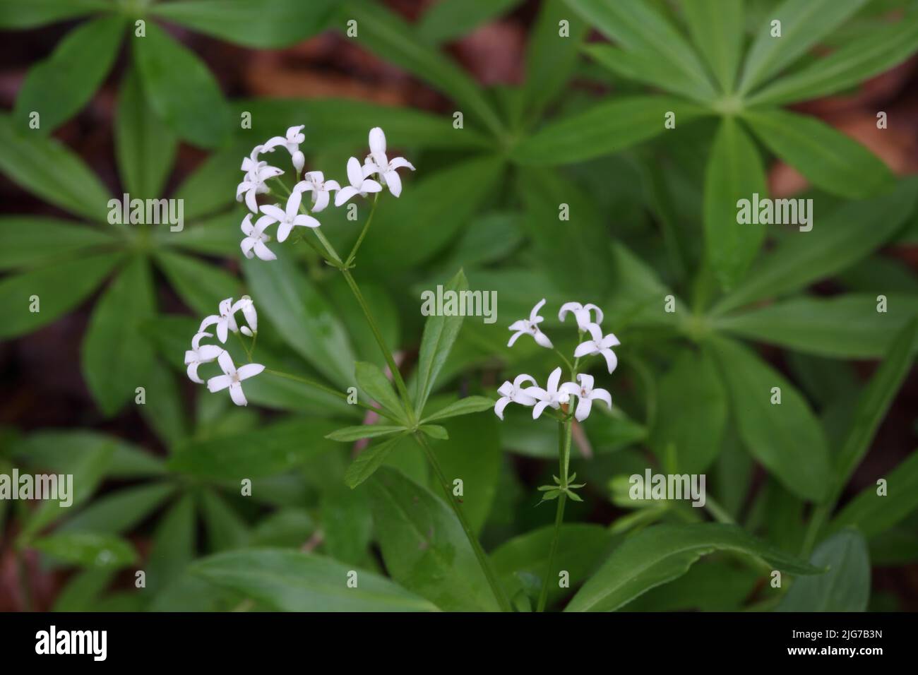 Blossoms on woodruff (Galium odoratum) in Lange Rhoen, biosphere ...