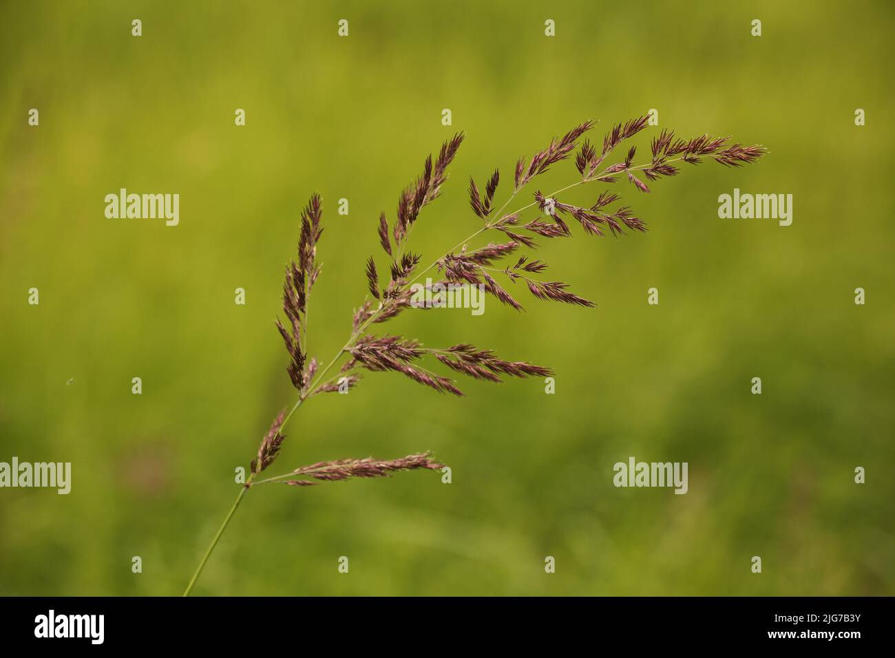 Grass blade of common reed (Phragmites australis) in Moenchbruch, Main ...