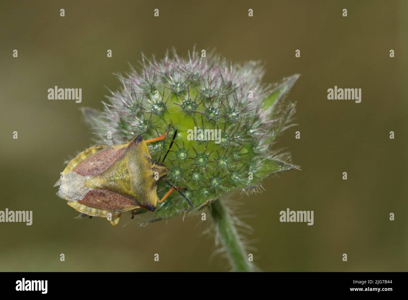Northern fruit bug (Carpocoris fuscispinus) in the Rote Moor, high moor ...