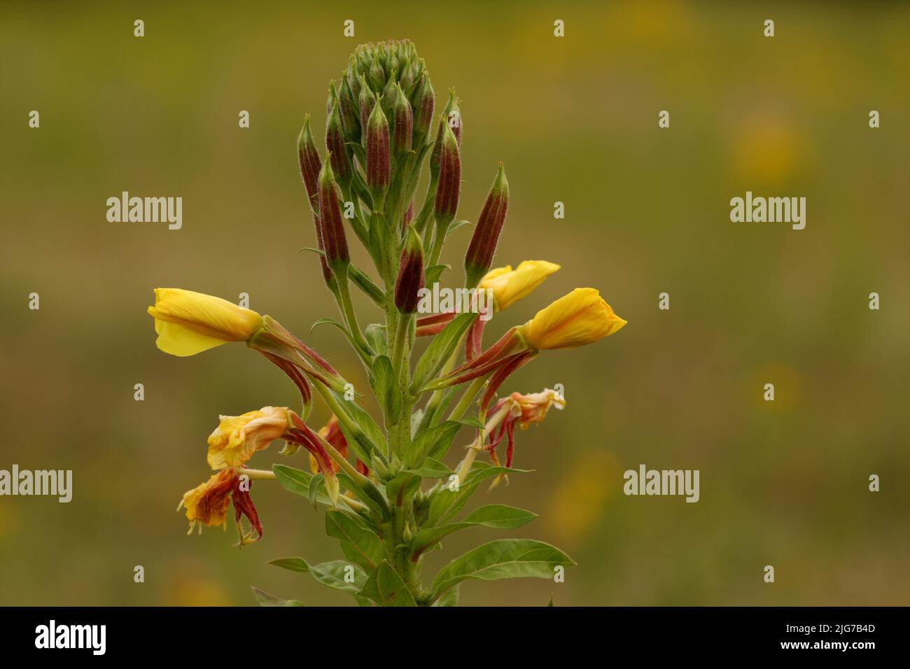 Common evening primrose (Oenothera biennis) in Weilbacher Kiesgruben ...