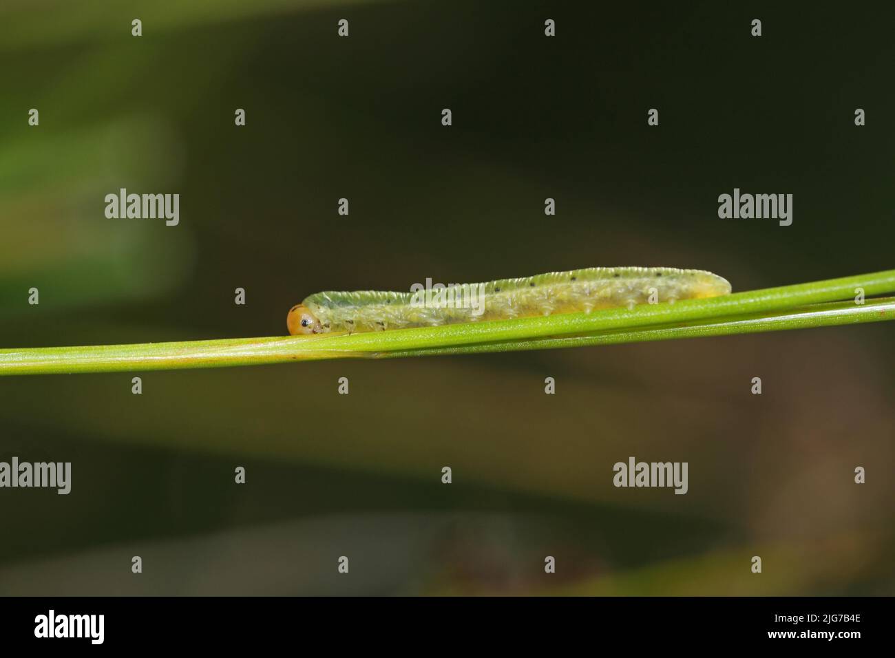 Young caterpillar of the ocellated owl moth (Tethea ocularis) in the ...