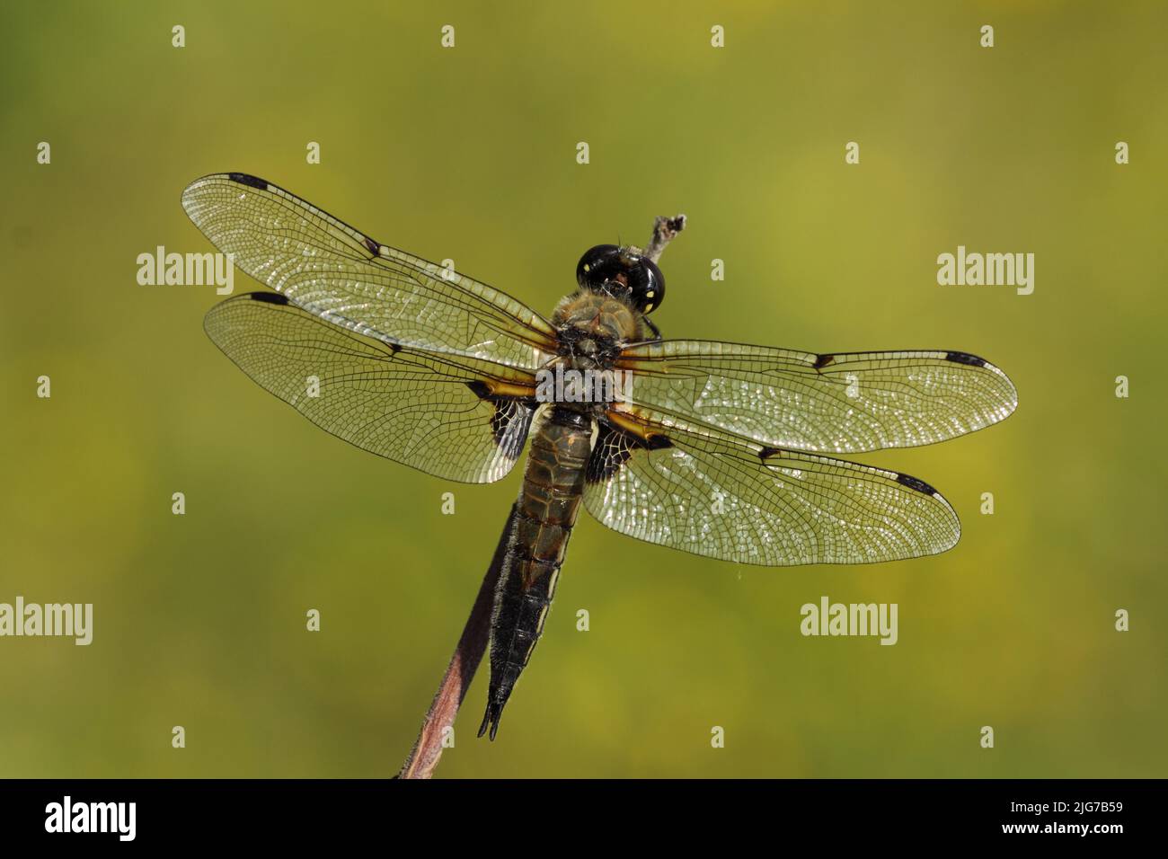 Male four-spotted chaser (Libellula quadrimaculata) with pterostigma ...