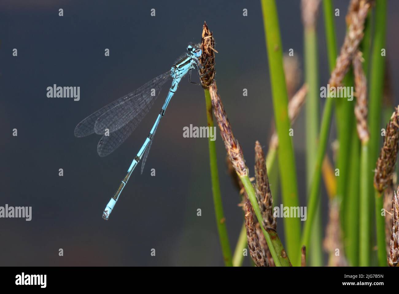 Azure rush hi-res stock photography and images - Alamy