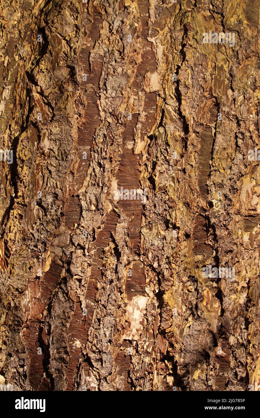 Douglas fir bark hi-res stock photography and images - Alamy