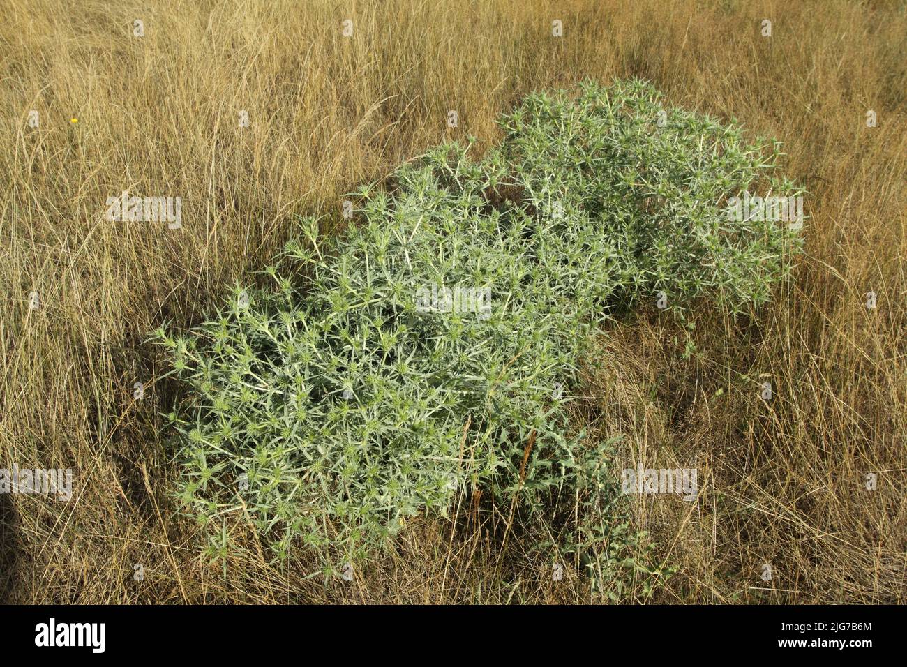Field Manure (Eryngium campestre) in Schwanheimer Duene, Schwanheim ...