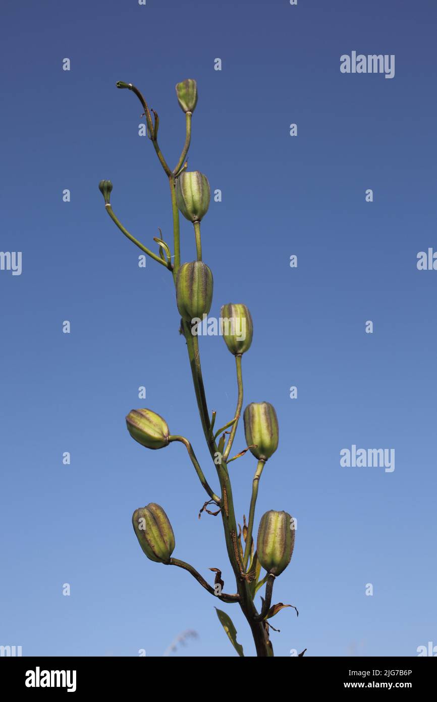 Fruit stand of the Turk's-cap lily (Lilium martagon) on the Wasserkuppe ...