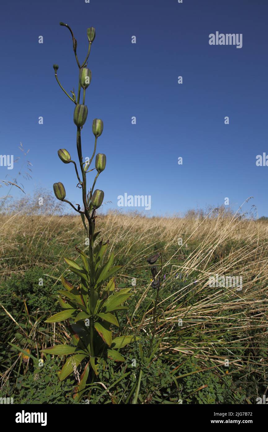 Fruit stand of Turk's-cap lily (Lilium martagon) on the Wasserkuppe ...