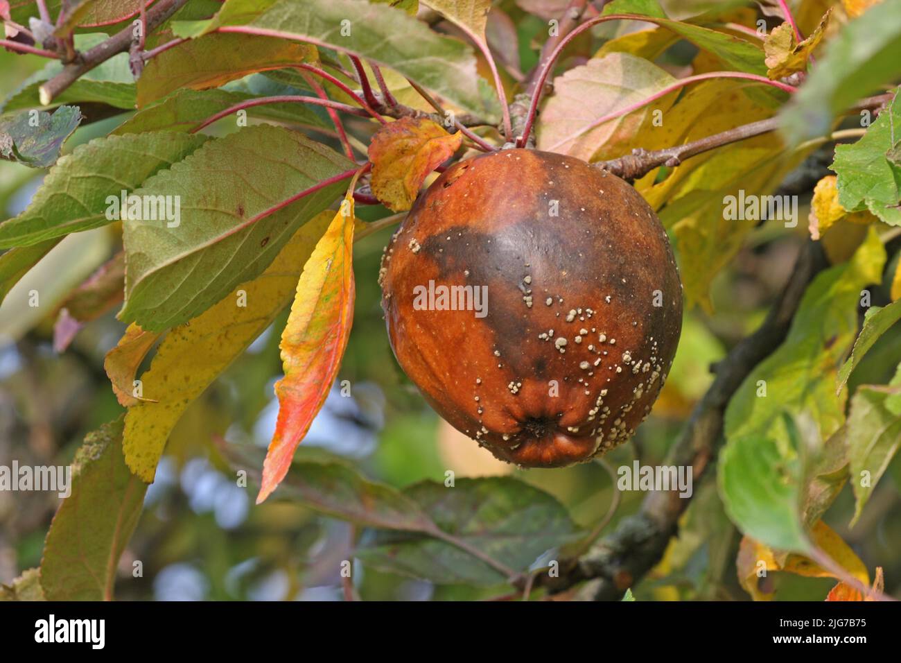 Rotten apple tree hi-res stock photography and images - Alamy
