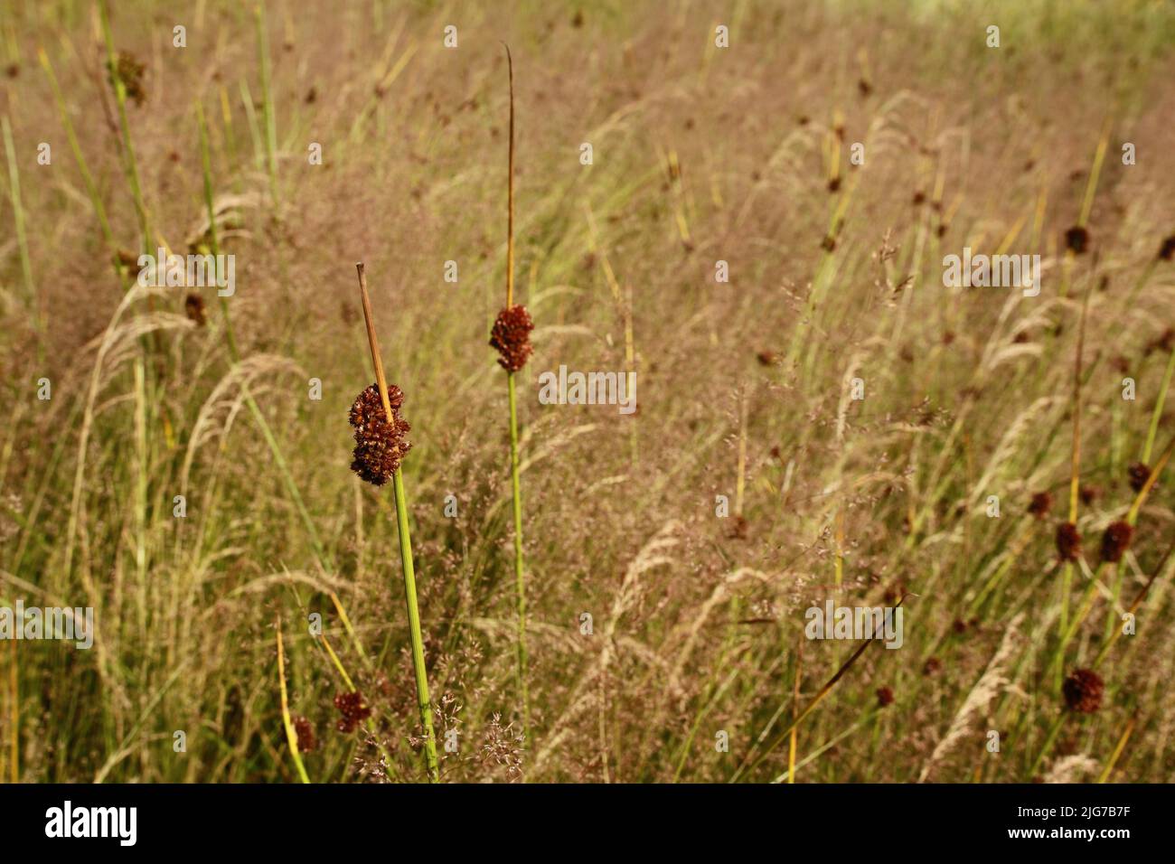 Meadow with blades of grass of fluttering rush (Juncus effusus) in Bad ...