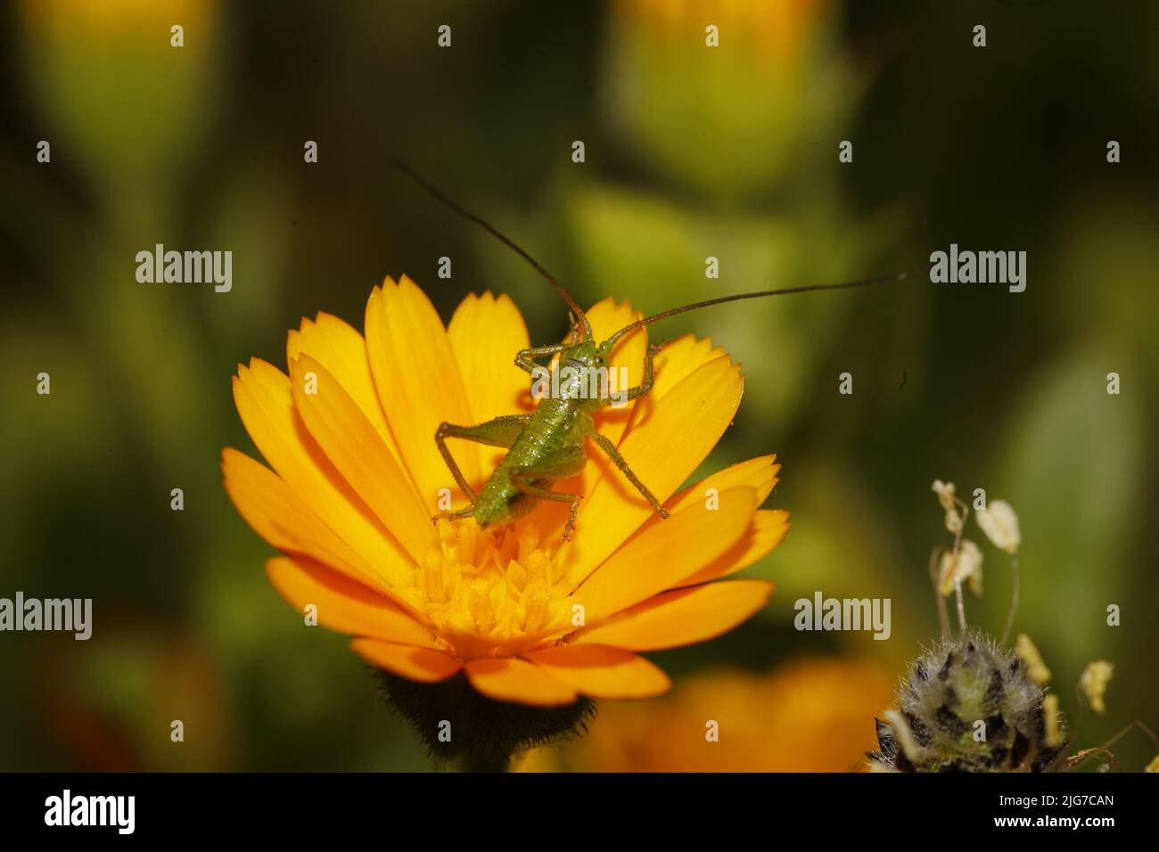 Flower with Insect Stock Photo - Alamy