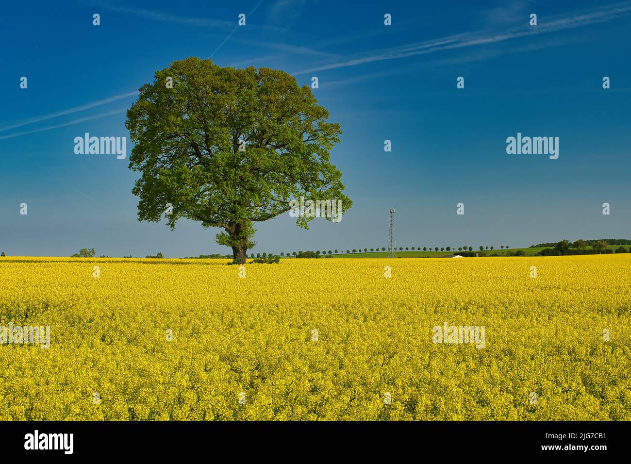 tree in rape field Stock Photo - Alamy