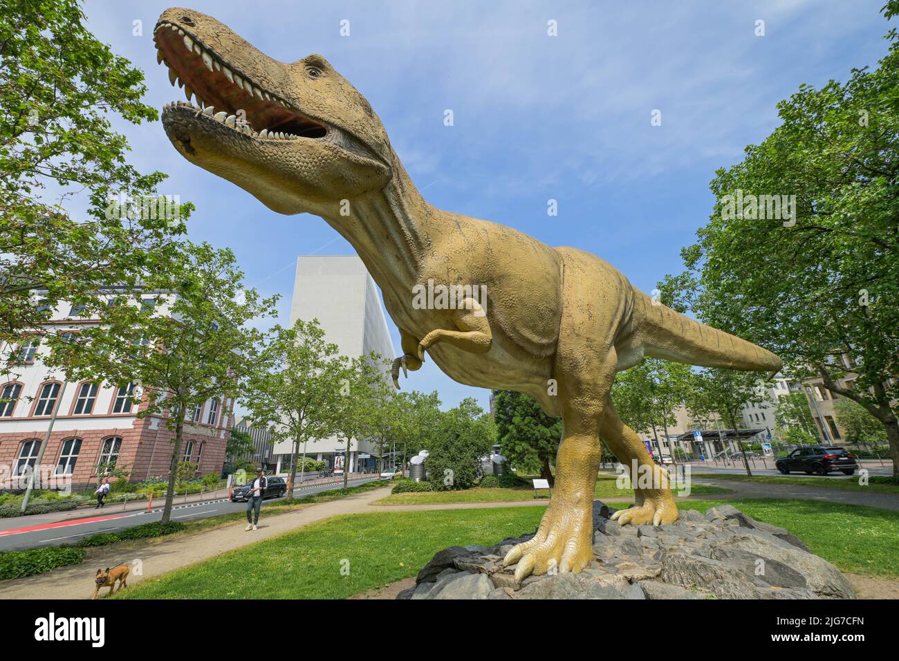 Tyrannosaurus Rex in front of the Senckenberg Museum, Senckenberganlage ...