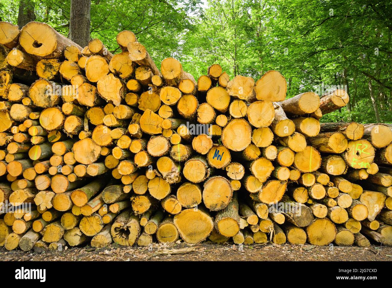 Hessian forest hi-res stock photography and images - Alamy