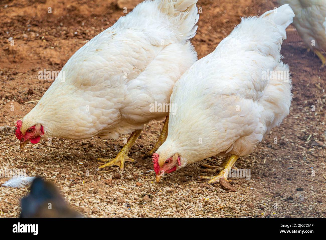 Amberlinks hi-res stock photography and images - Alamy