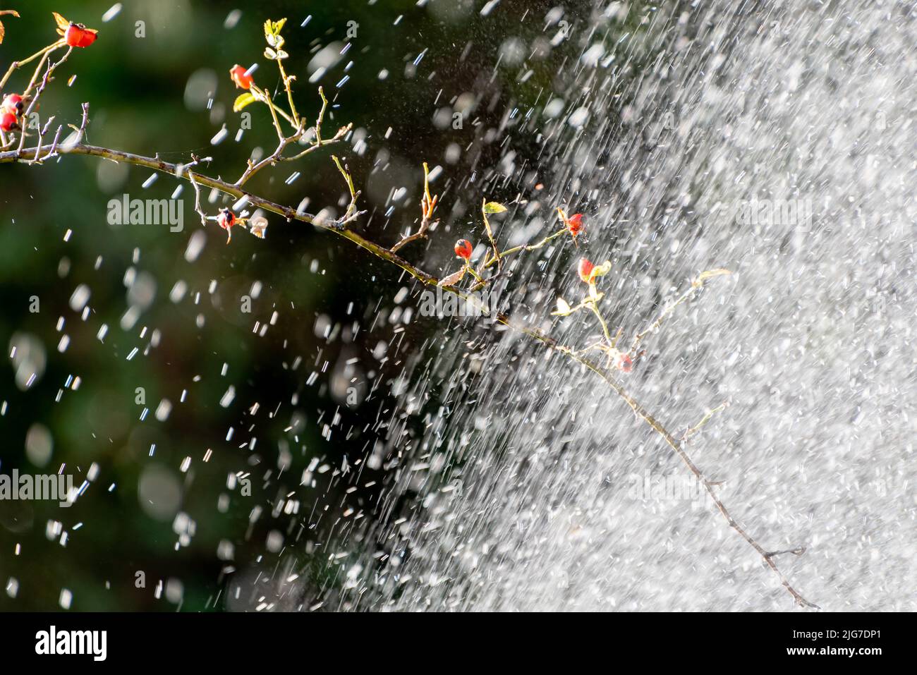 Water drops from a garden irrigation system Stock Photo - Alamy
