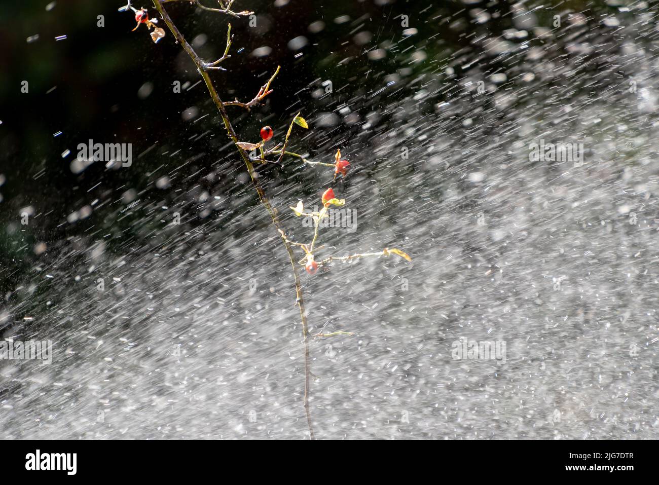Water drops from a garden irrigation system Stock Photo - Alamy