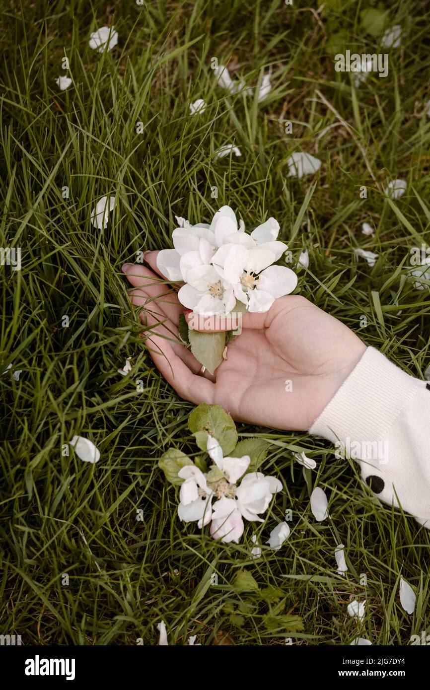 Hand and flowers hi-res stock photography and images - Alamy
