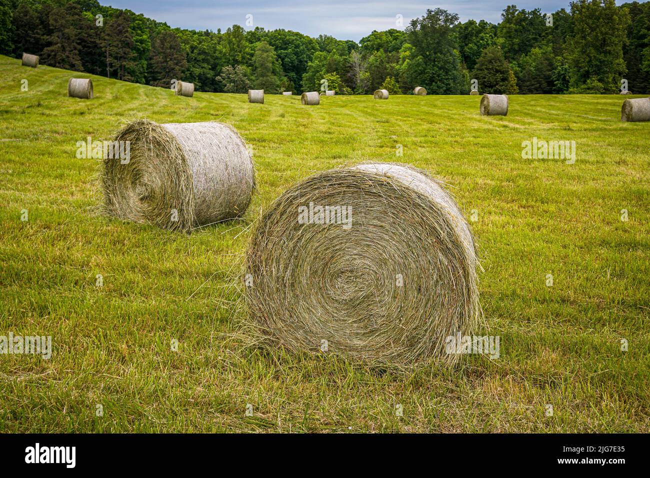 Round hay bales lay scattered on a farm field surrounded by forest ...