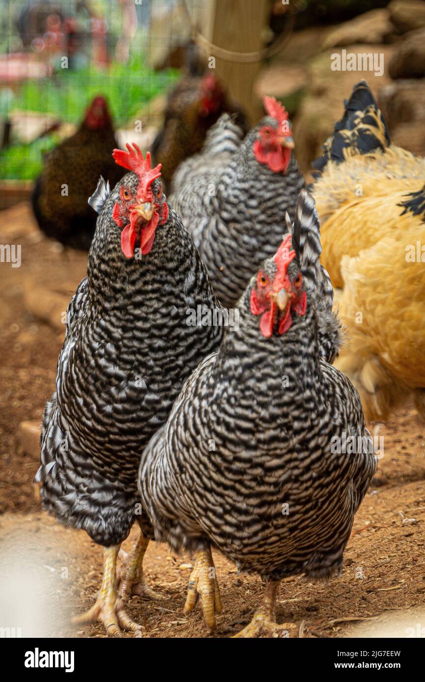 Chicken hen running hi-res stock photography and images - Alamy