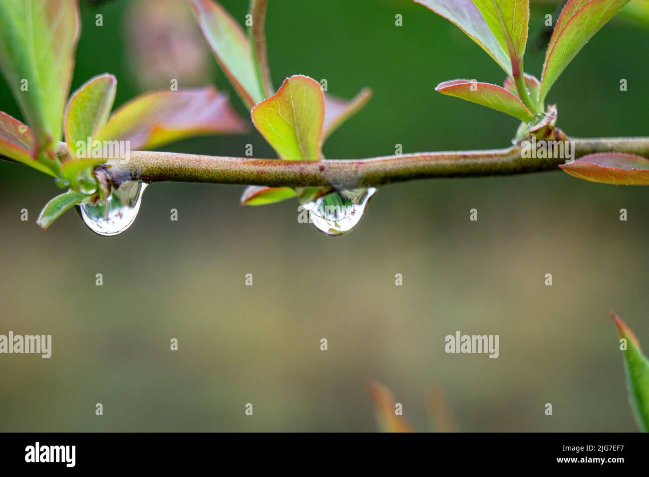 Raindrop refraction hi-res stock photography and images - Alamy