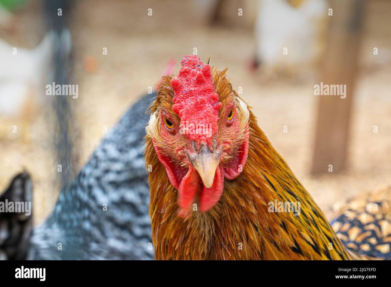 Rhode island red chickens hi-res stock photography and images - Alamy