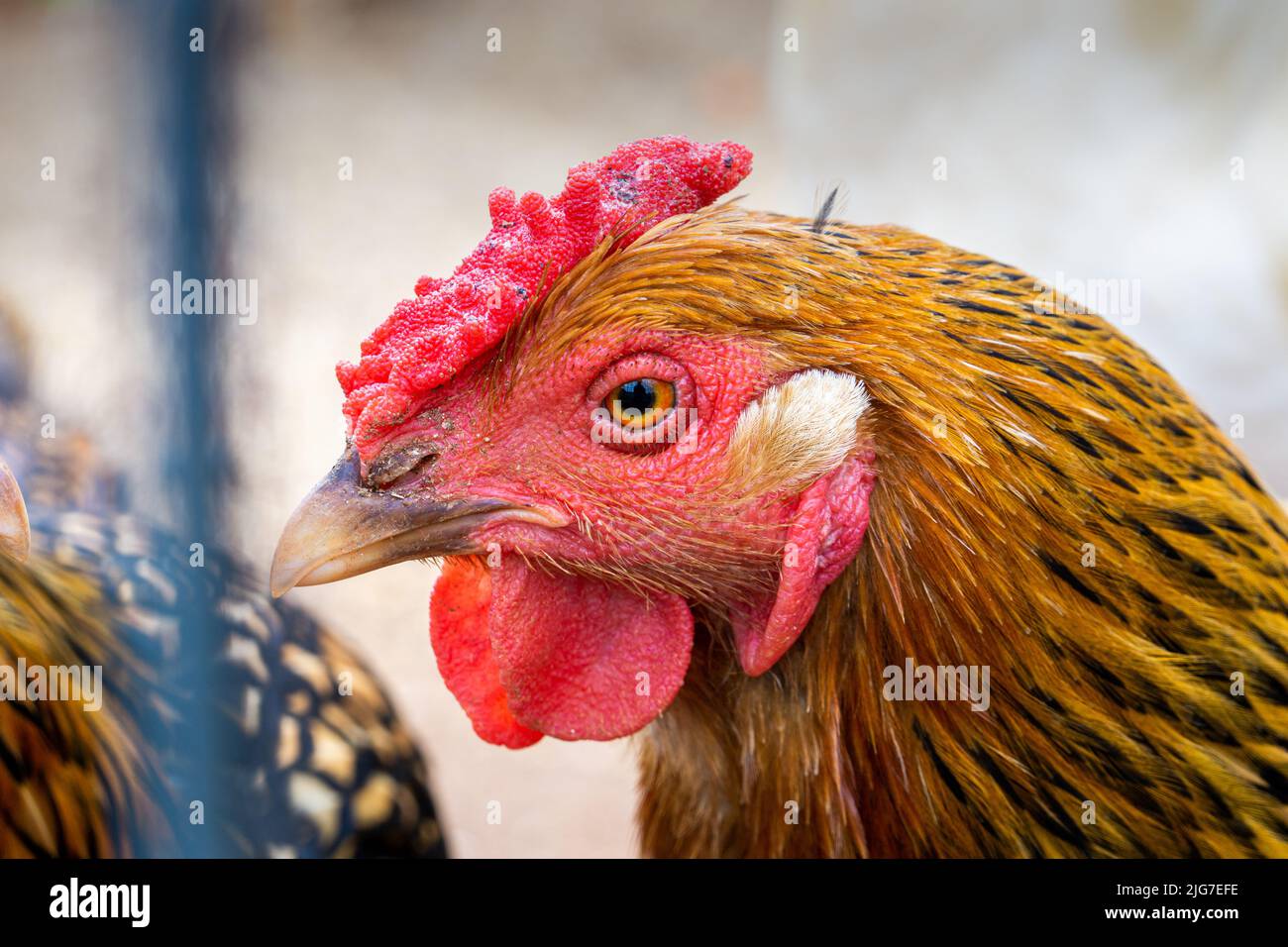 Side view of a Rhode Island Red Chicken head close-up Stock Photo - Alamy