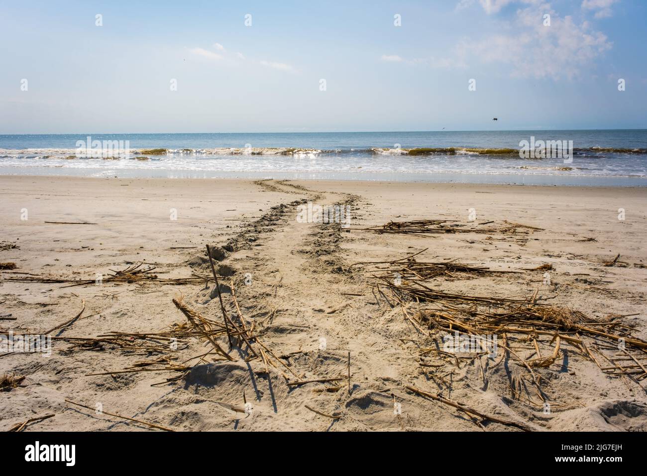 Sea turtle tracks in the sand make their way to the Atlantic Ocean ...