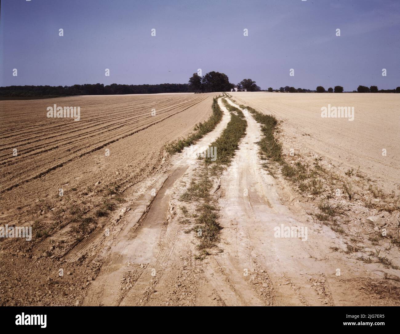 Bean field under cultivation, Seabrook Farm, Bridgeton, N.J Stock Photo ...