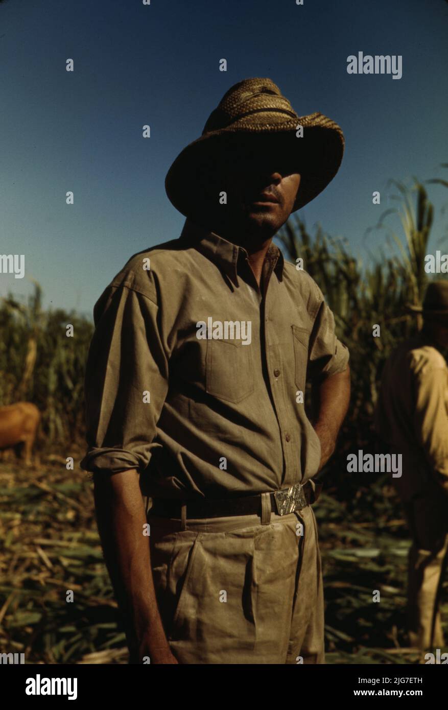 Man in a sugar cane field during harvest, Puerto Rico Stock Photo - Alamy