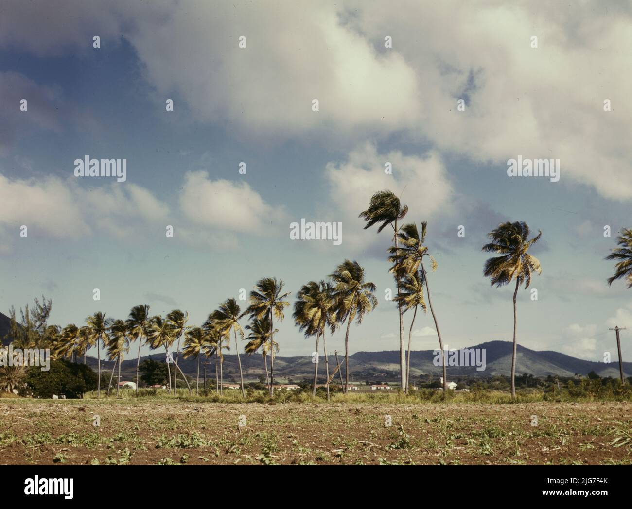Palm trees along the road, vicinity of Christiansted, Saint Croix ...