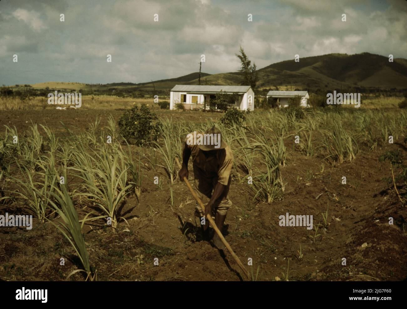 Farm Security Administration borrower cultivating his sugar cane field ...