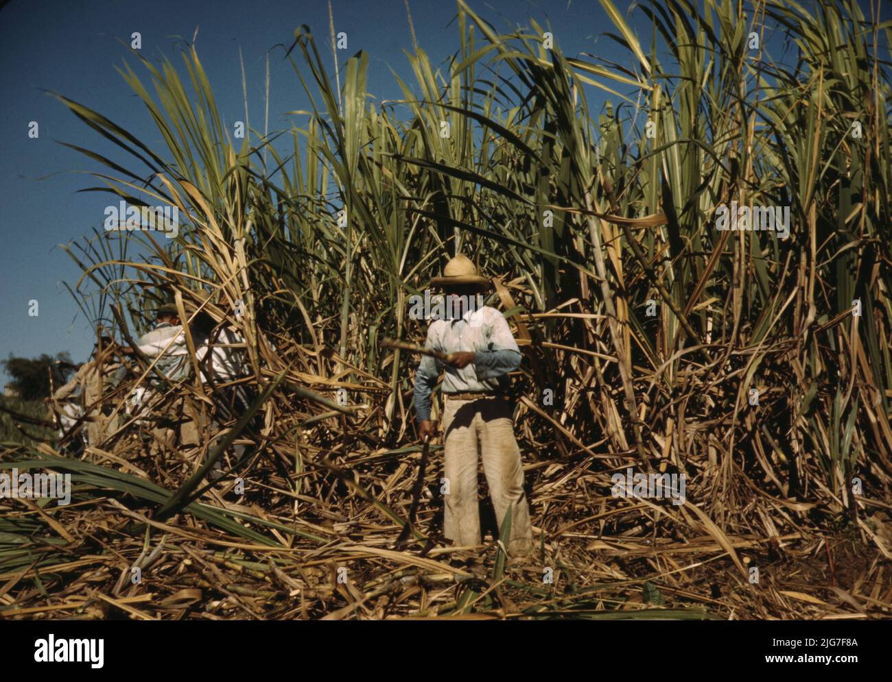 Sugar cane worker in the rich field, vicinity of Guanica, Puerto Rico ...