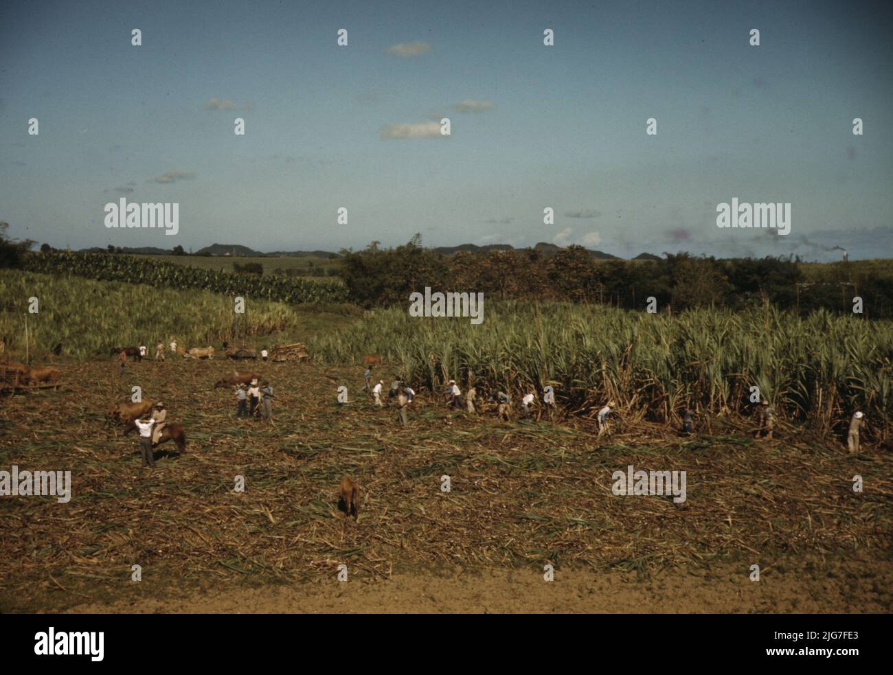 Farm Security Administration borrowers harvesting sugar cane ...
