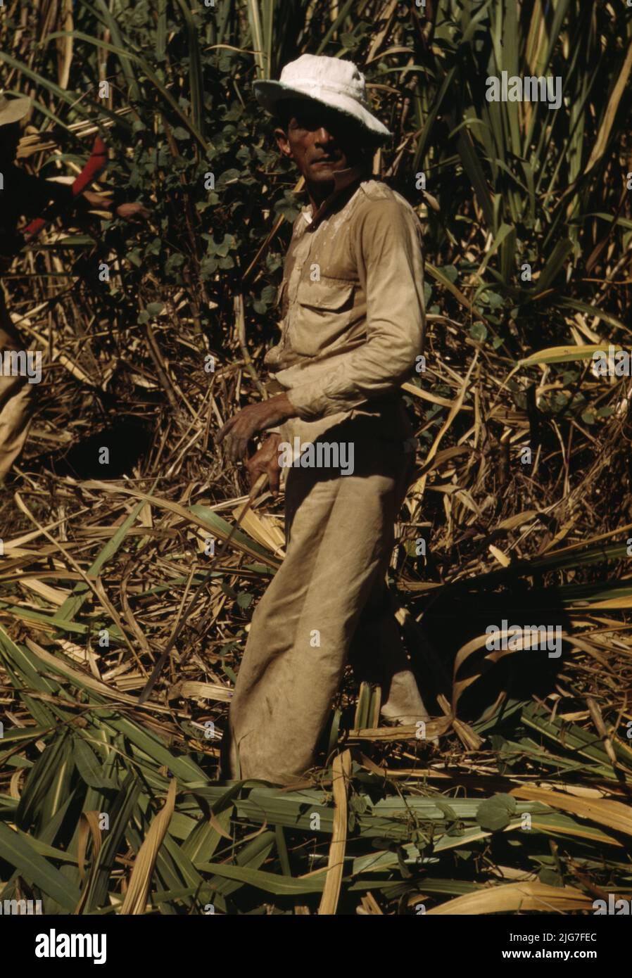 FSA borrower and participant in the sugar cane cooperative, Rio Piedras ...