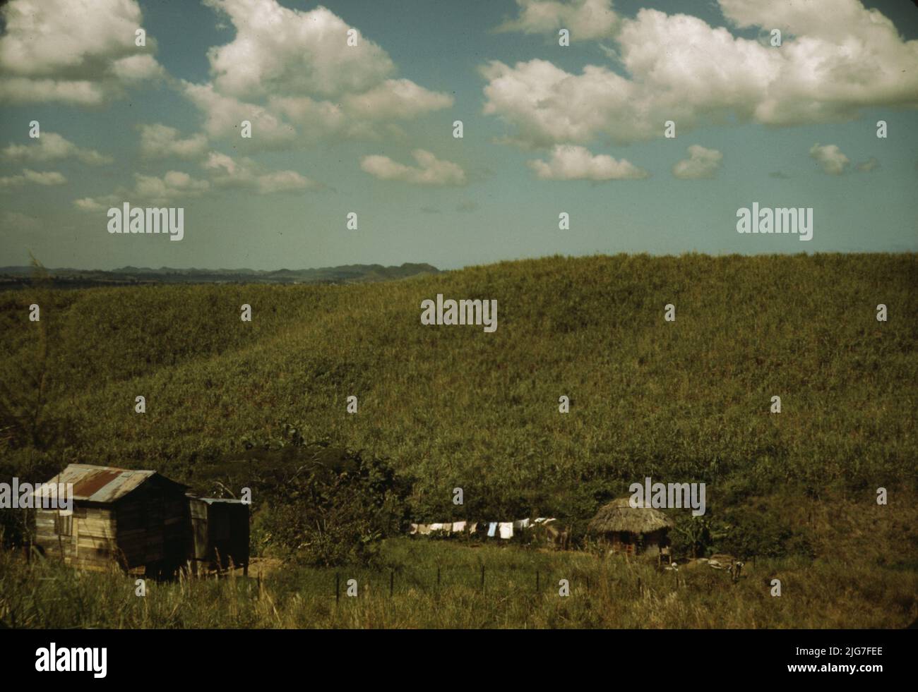 Sugar cane land, vicinity of Rio Piedras, Puerto Rico Stock Photo - Alamy