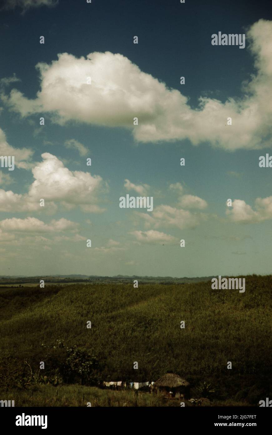 Sugar cane land, vicinity of Rio Piedras, Puerto Rico Stock Photo - Alamy