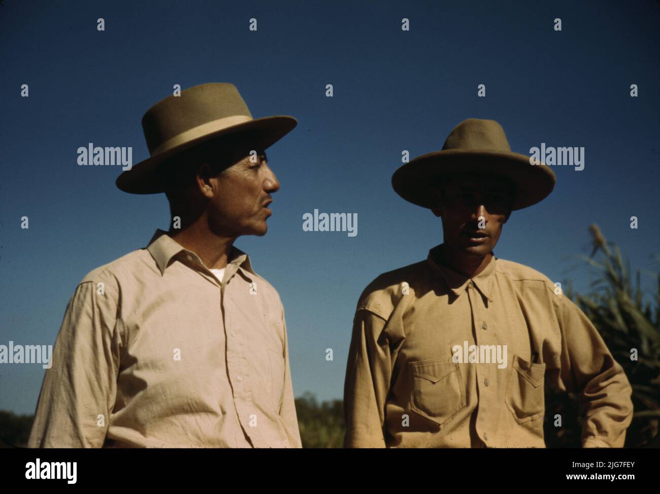 Sugar cane workers, vicinity of Rio Piedras, Puerto Rico Stock Photo ...