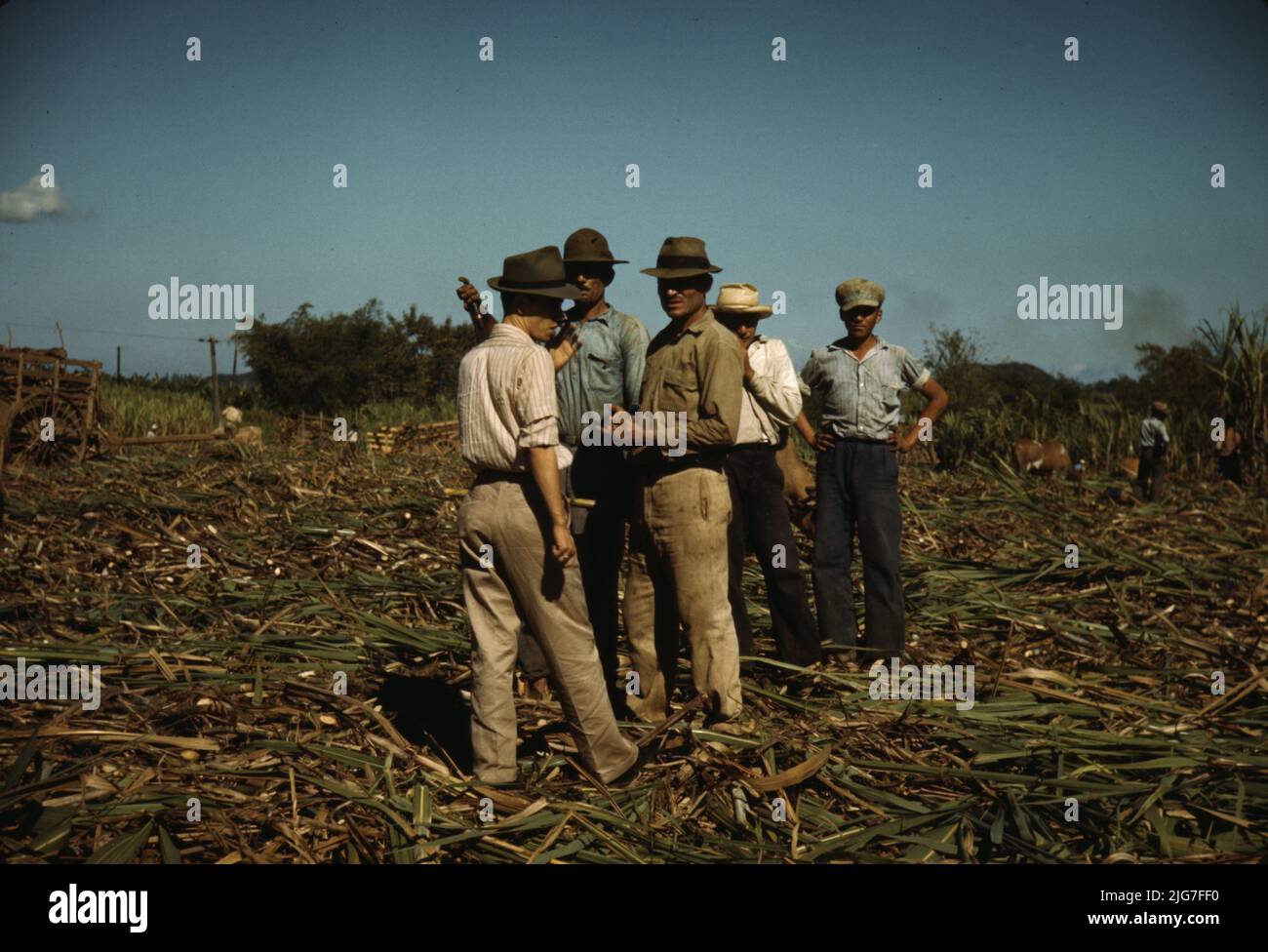 Sugar cane workers resting, Rio Piedras, Puerto Rico Stock Photo - Alamy