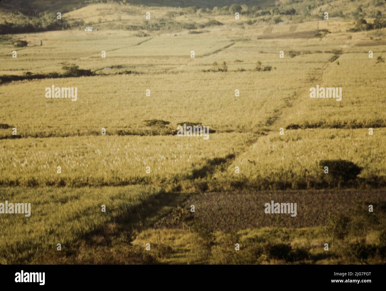 Sugar cane fields on the north-west part of the island, St. Croix ...