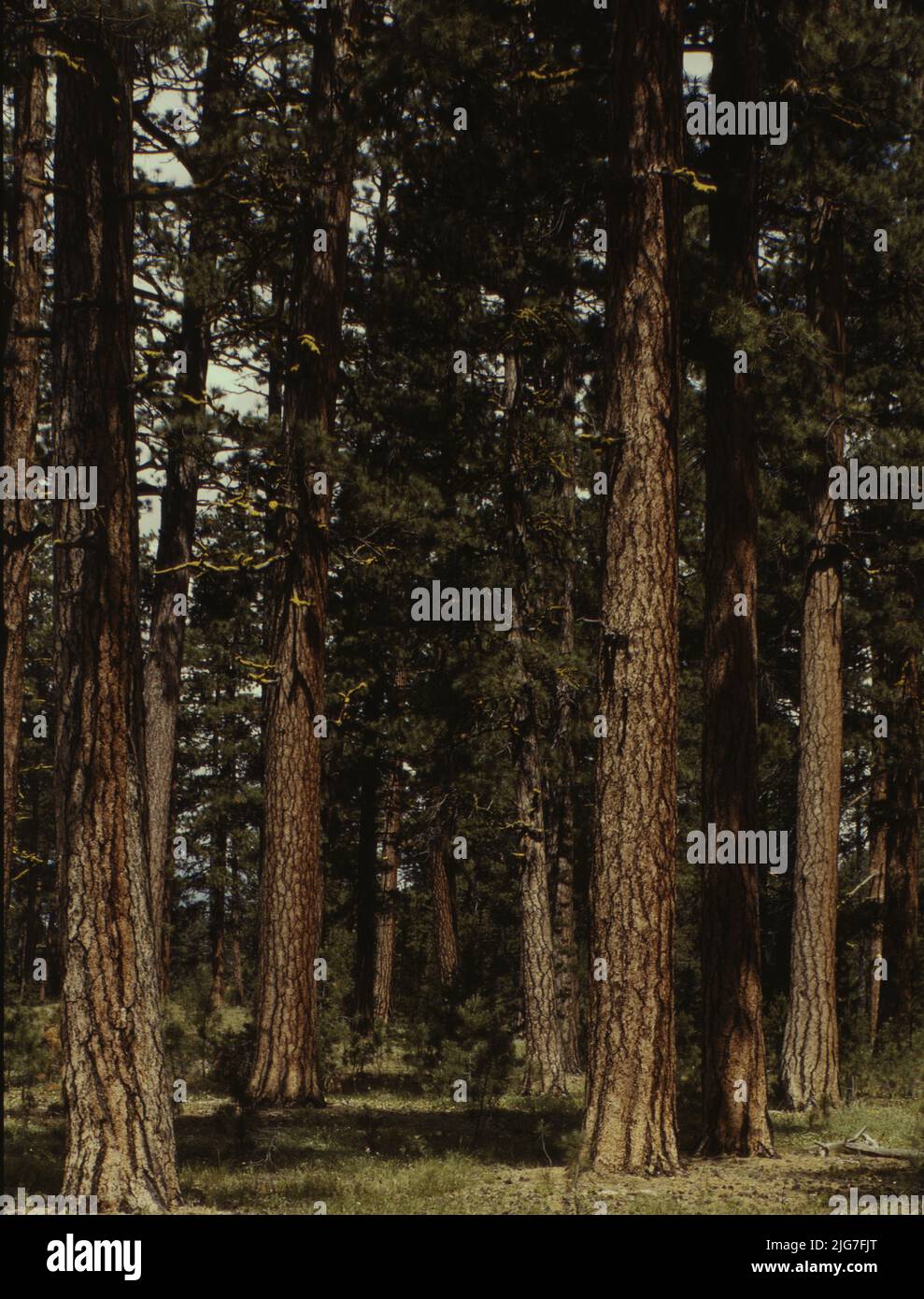 Malheur National Forest