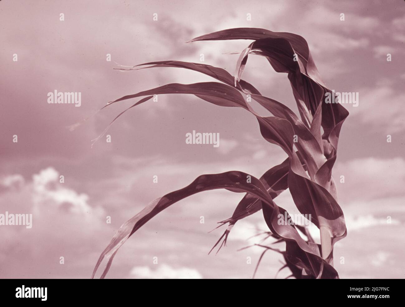 United states 1940s sweet corn hi-res stock photography and images - Alamy