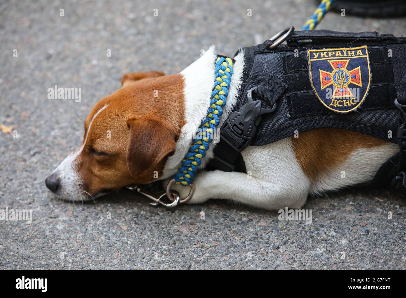 KYIV, UKRAINE - JULY 7, 2022 - Patron, a landmine finder and mascot of ...