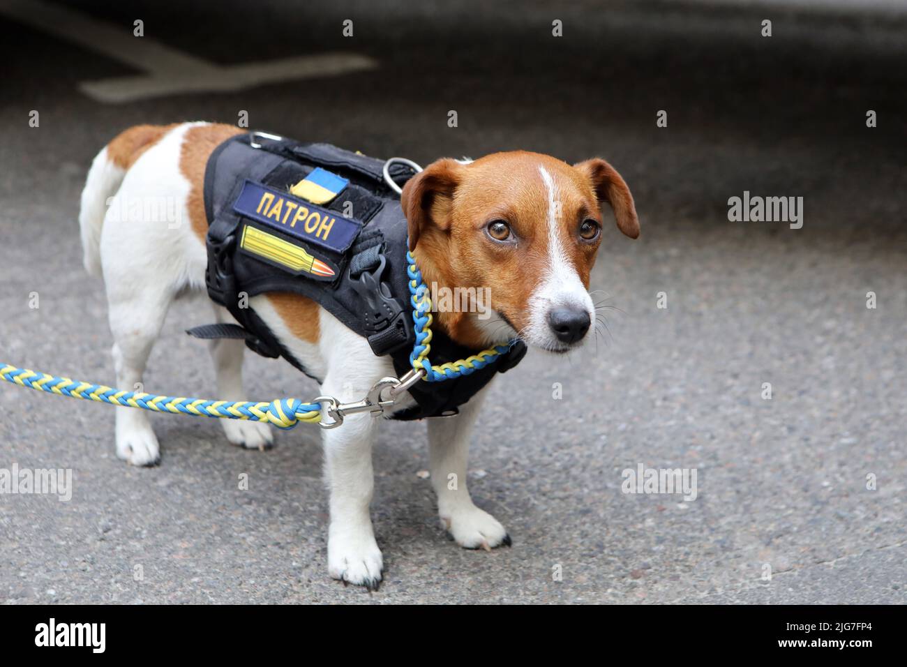 KYIV, UKRAINE - JULY 7, 2022 - Patron, a landmine finder and mascot of ...