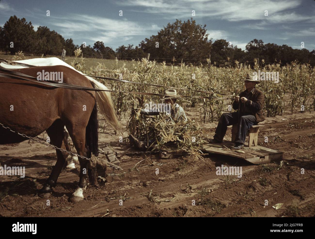 Harvesting corn, Pie Town, New Mexico Stock Photo - Alamy